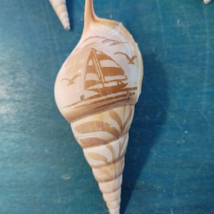 Beach Carved Tibia Shells Jewelry Shadowbox Frames Mirrors Long Pointed ...