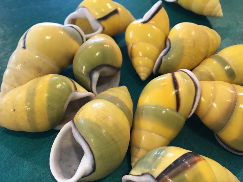 Bright Yellow Striped Land Snail Shells Fun Bright Fairy | Etsy