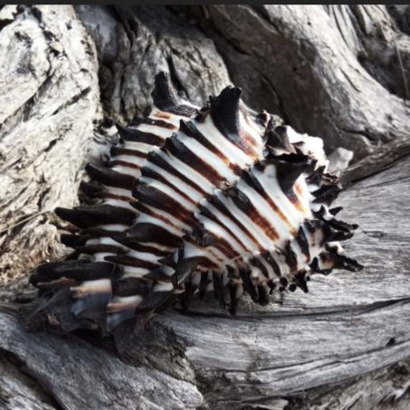 Murex Shell - Etsy