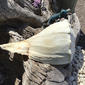 Growth Abnormality 13 Lightning Whelk Freak Mutant Freak Seashell Texas ...