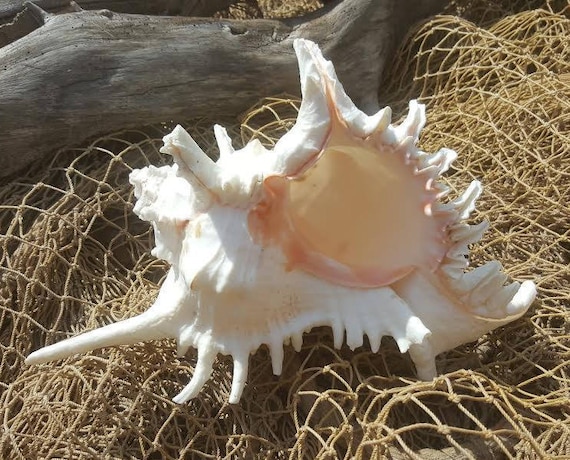 Natural Large Murex Ramosus Conch Spiky Shell Collection White Tan Pink ...