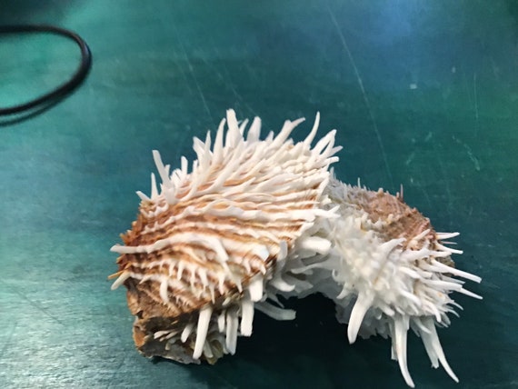 Vintage organic Spondylus cluster Seashell Shell Sea Rare Collector ...