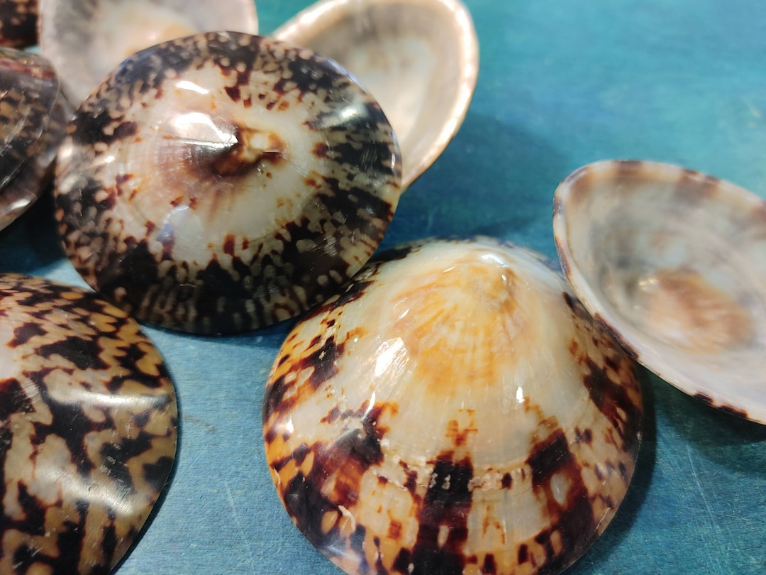 Polished Owl Limpet Shells Seashells Approx 2" Ivory Brown Natural ...
