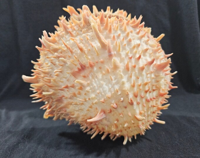 Spondylus Shell Pair Exact Shell Shown 6 - Etsy
