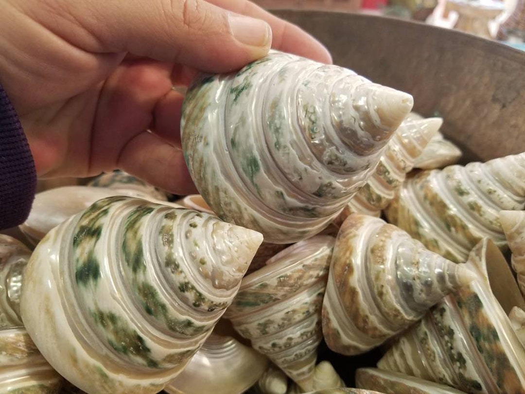 Spiral Cut Large Pearl Green Trochus Spiral Top White Red Cone ...