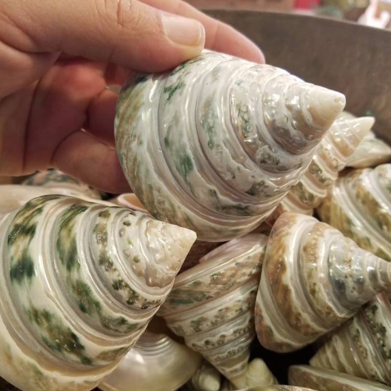 Trochus Shell - Etsy