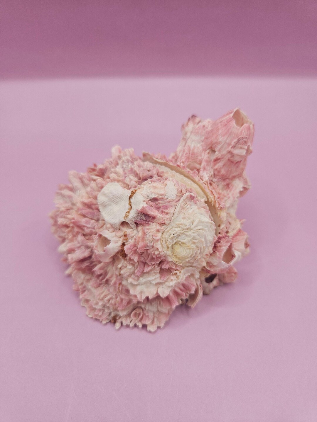 Barnacle With Yellow Jewel Box Shell Gulf of Mexico 3.1x2.6 - Etsy