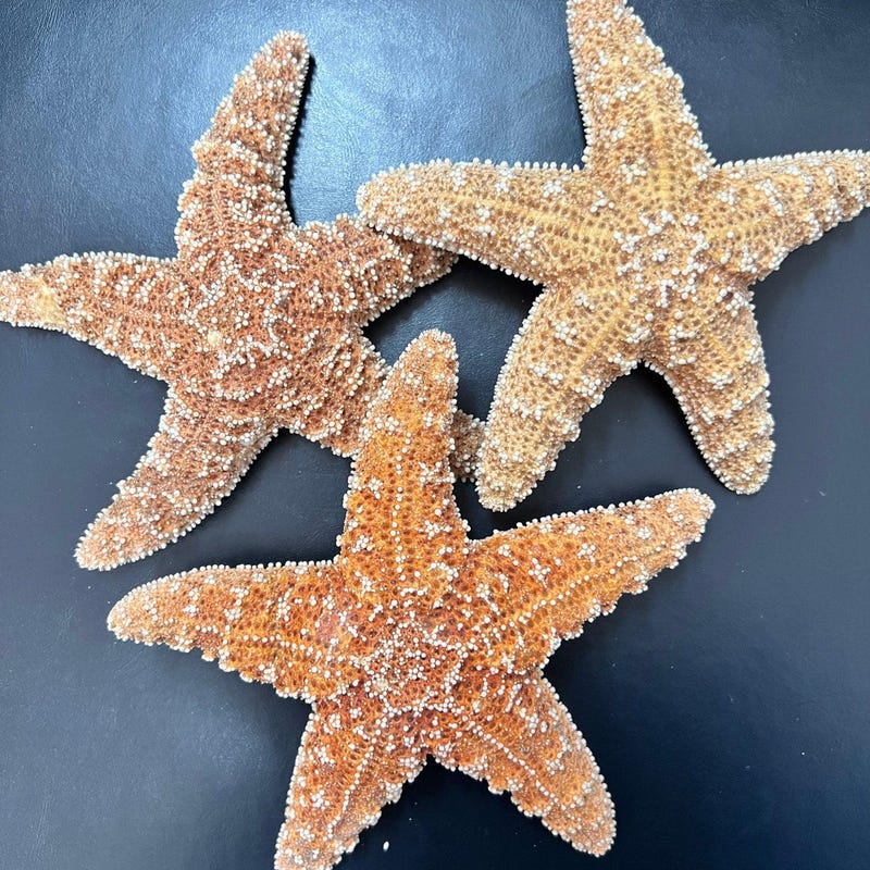 Starfish Wall Decor - Etsy
