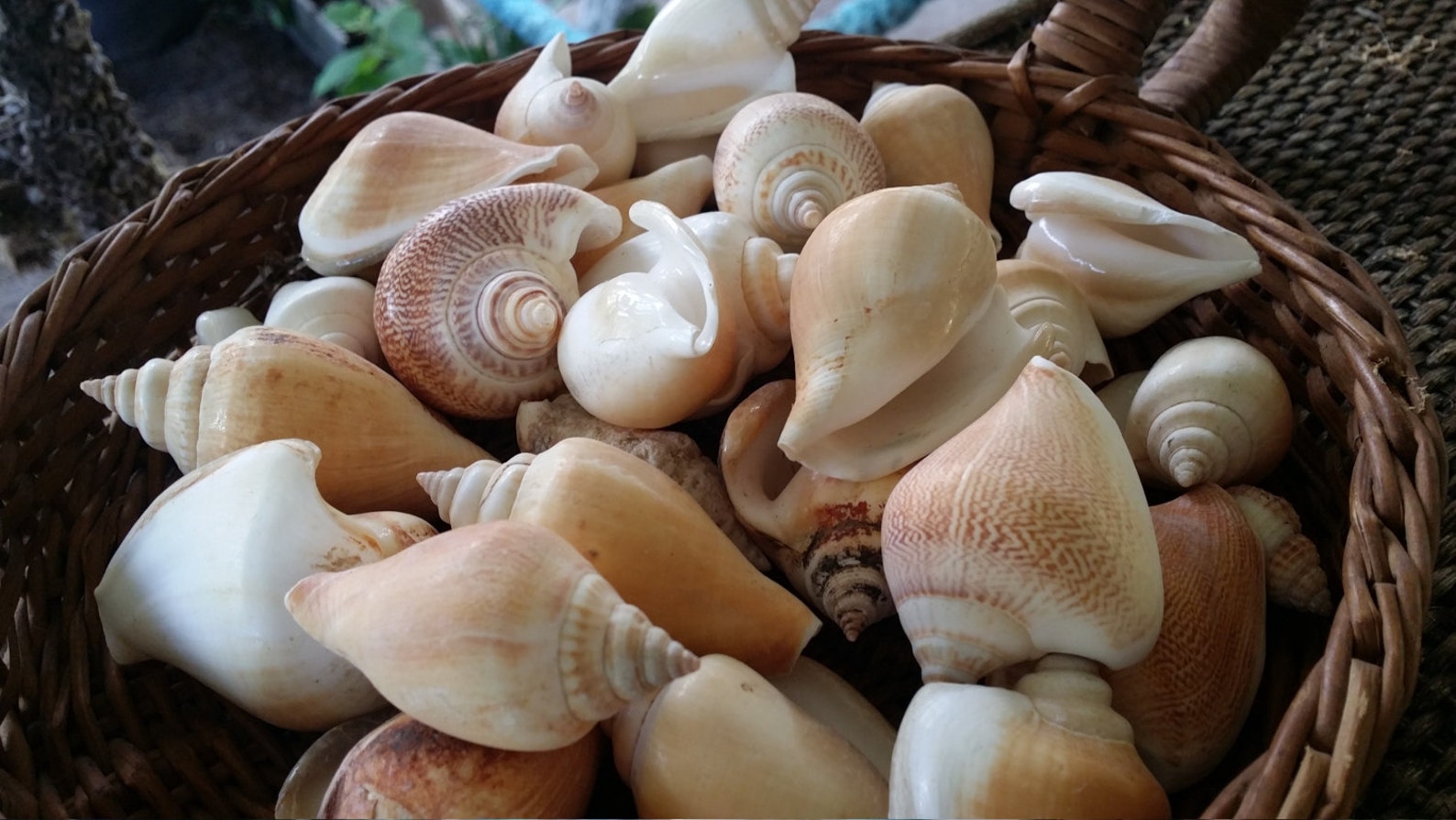Canarium Strombus Dog Conch Canary Shell Tan White Spiral Arts | Etsy