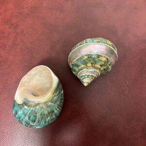 Large Banded Jade & Pearl Turbo Shell 2 Sizes - Etsy
