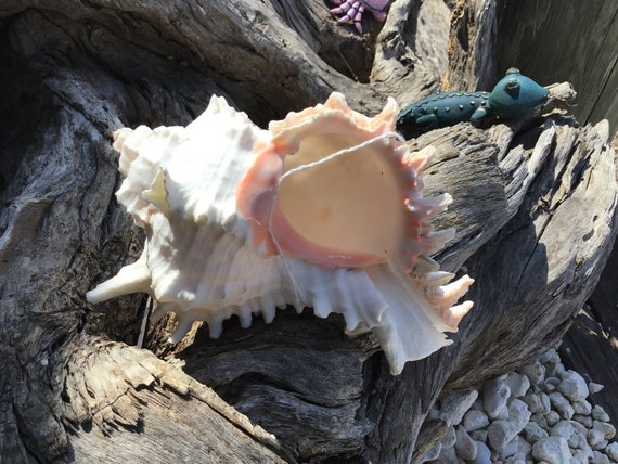 Natural Large Murex Ramosus Conch Spiky Shell Collection White Tan Pink ...