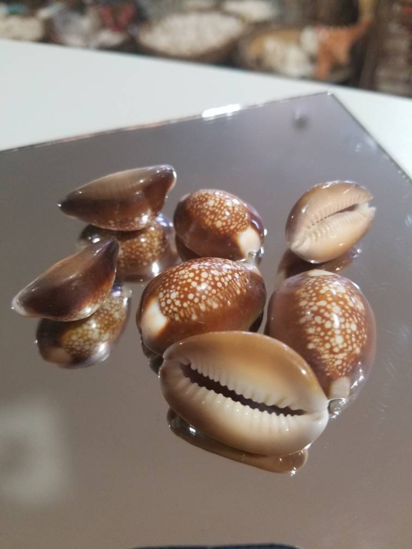 Snakehead Serpents Head Cowrie Cowry Shells Polished Rich | Etsy