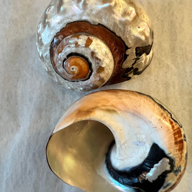 Seashell Display - Etsy