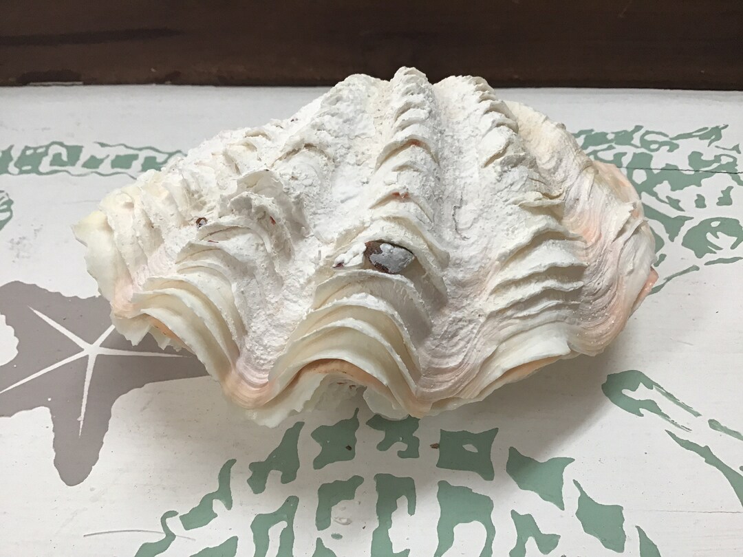 Vintage Derasa Clam Pair 6 Rare Paired Clams Beach Decor - Etsy