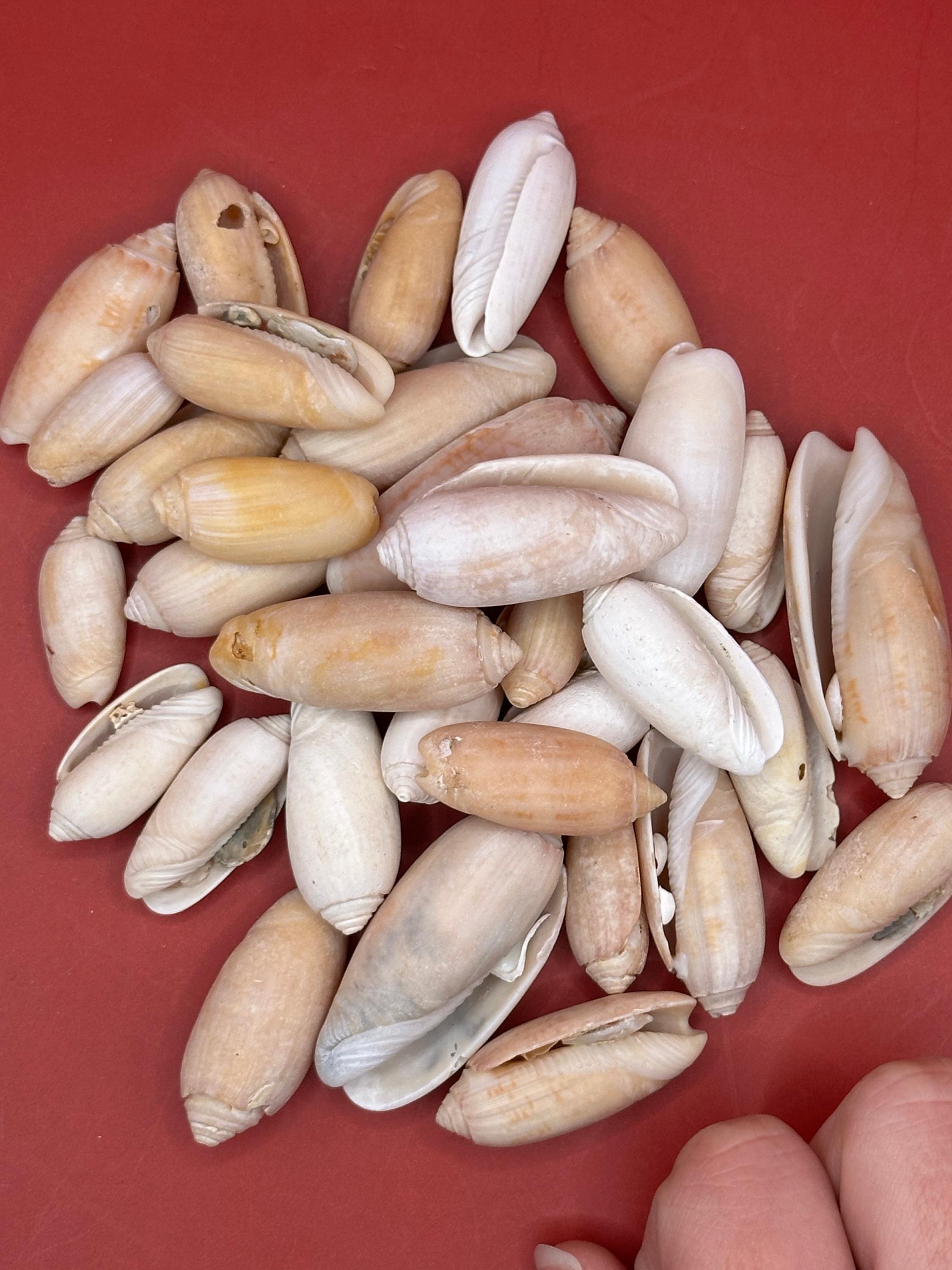 Bulk Olive Shells (olividae) – 1.5 Lbs Beach Weathered Craft Shells 1-2 ...