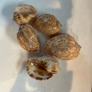 Select Iridescent Harpa Shells 2-3" Natural Ribbed Seashells Unique Design - Etsy