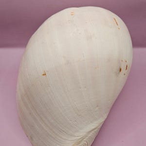 Giant Philippines Crowned Baler Melon Shell - 10" Natural Coastal Decor ...