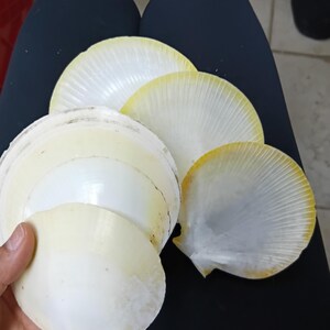 Yellow Asian Sun Moon Scallop - Etsy