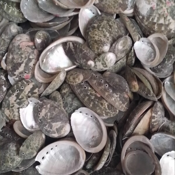 Abalone Jewelry - Etsy