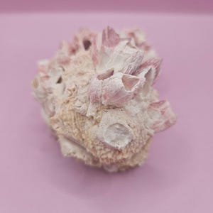 Barnacle With Yellow Jewel Box Shell – Gulf of Mexico (4.6"x3.2") - Etsy