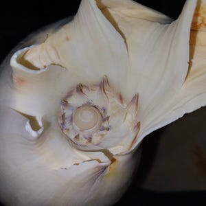 Extra Large Umbilicate Baler Melo Shell 13'" Exact Shown - Etsy