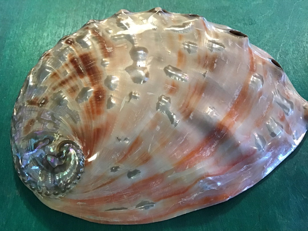 Polished 6 Red Abalone Coastal Home Office Decor Accents Ocean ...