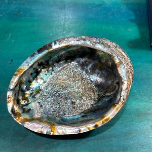 Natural Green Abalone Shell 7.5 Exact Shown - Etsy