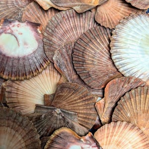 Mexican Flat Scallop Shells - Etsy