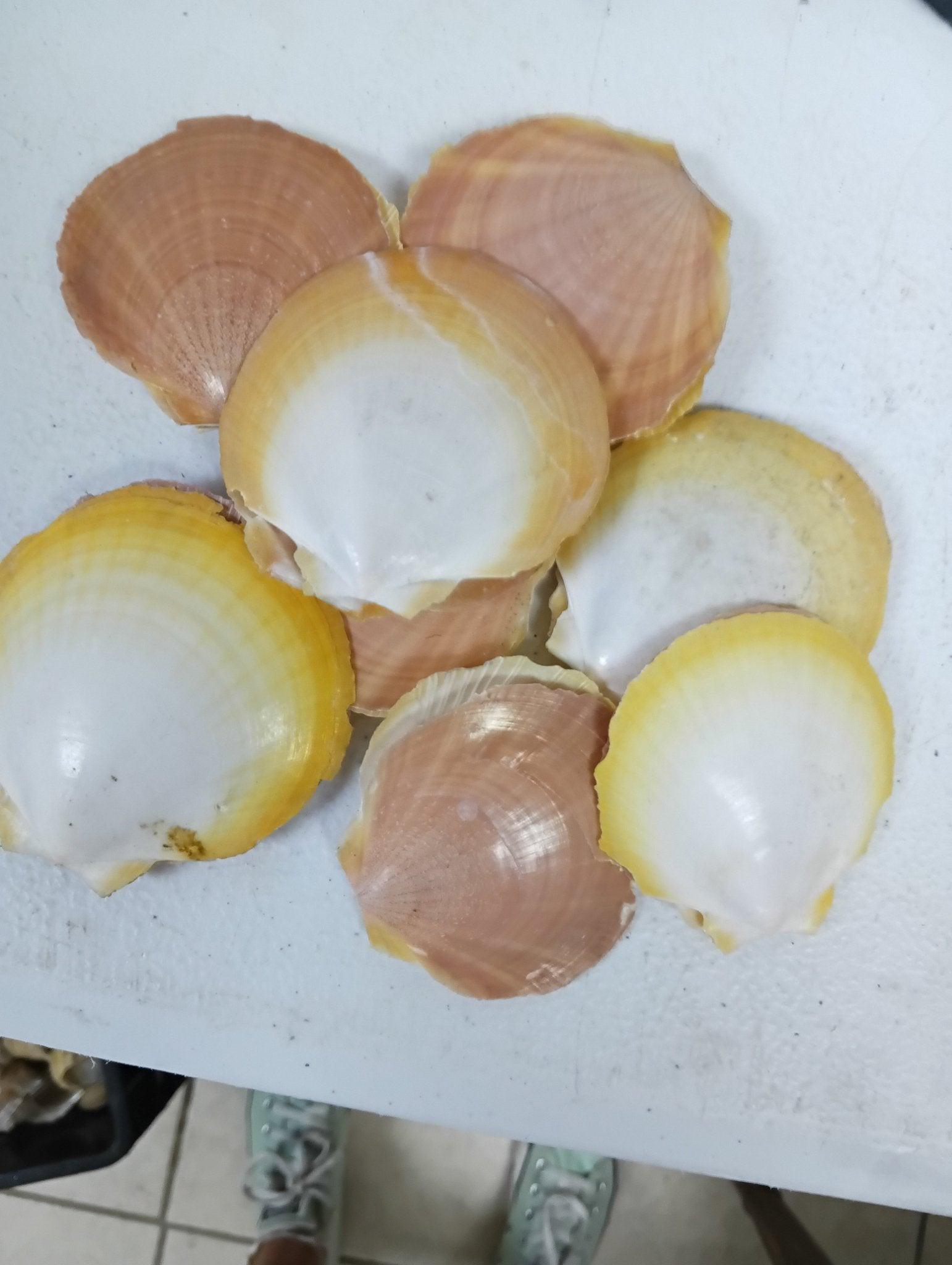 Non-edged Asian Moon/sun Scallop Pairs (amusium Pleuronecte) - Etsy