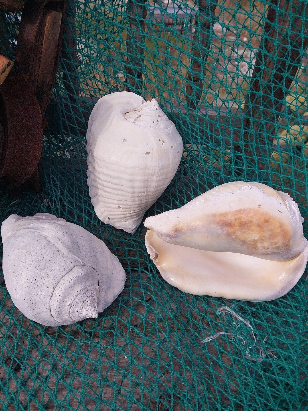 Titanostrombus Galeatus Eastern Pacific Giant Conch Shell - Etsy