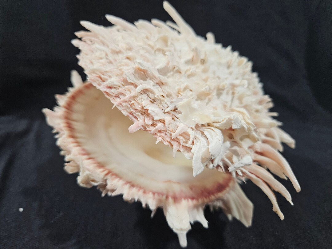 Spondylus Shell Pair Exact Shell Shown 6.5 - Etsy