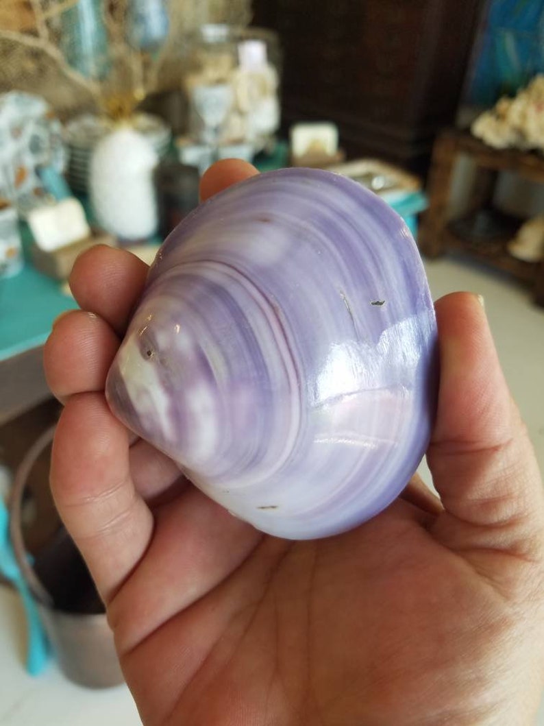 Natural Purple Clam Blush Lavender Violet Sea Shells Soft - Etsy