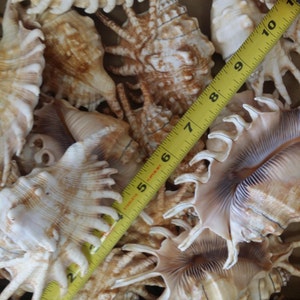 Millipede Spider Conch Shell Lambis Millepeda Spike Legs Pointed Spines ...