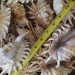 Millipede Spider Conch Shell Lambis Millepeda Spike Legs Pointed Spines ...