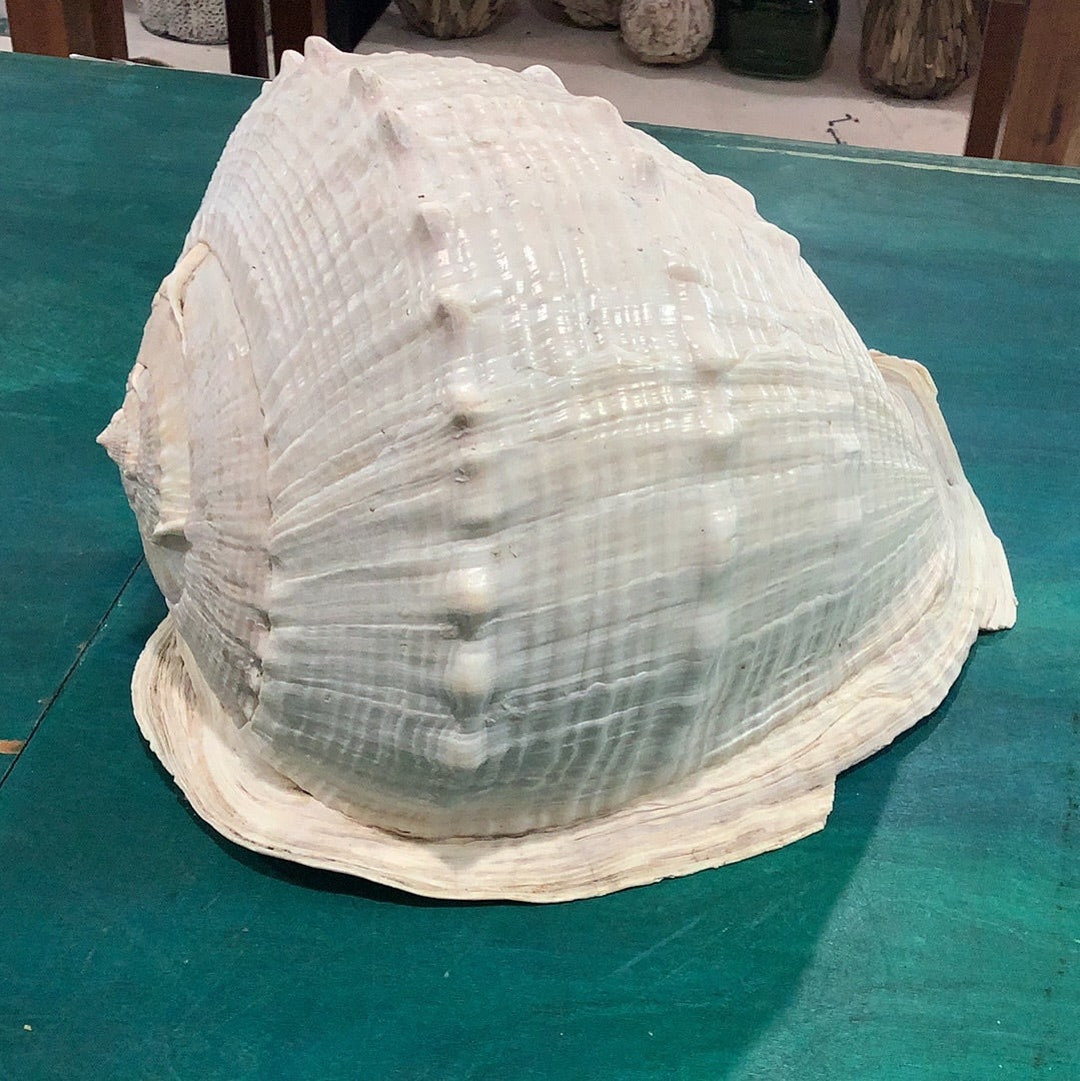 Queen Emporer Helmet Shell 10 Cassis Madagascariensis Seashell - Etsy