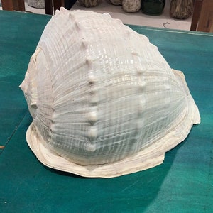 Queen Emporer Helmet Shell 10 Cassis Madagascariensis Seashell - Etsy