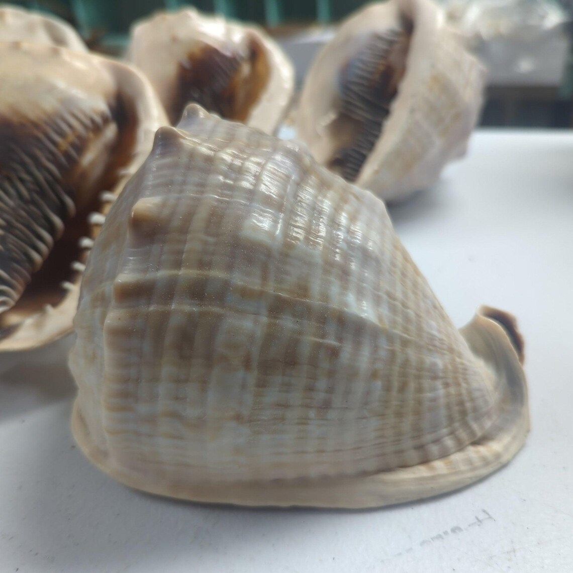 Queen Emperor Helmet Shell (cassis Madagascariensis) - Etsy