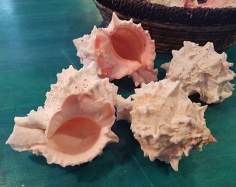 Home & Living A Rose Murex Seashell Display on Acacia and Teak Insects ...