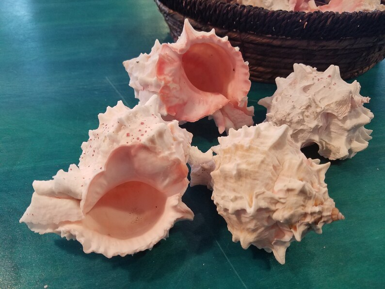 Natural Large Pink Murex Conch Spiky Shell Collection White - Etsy