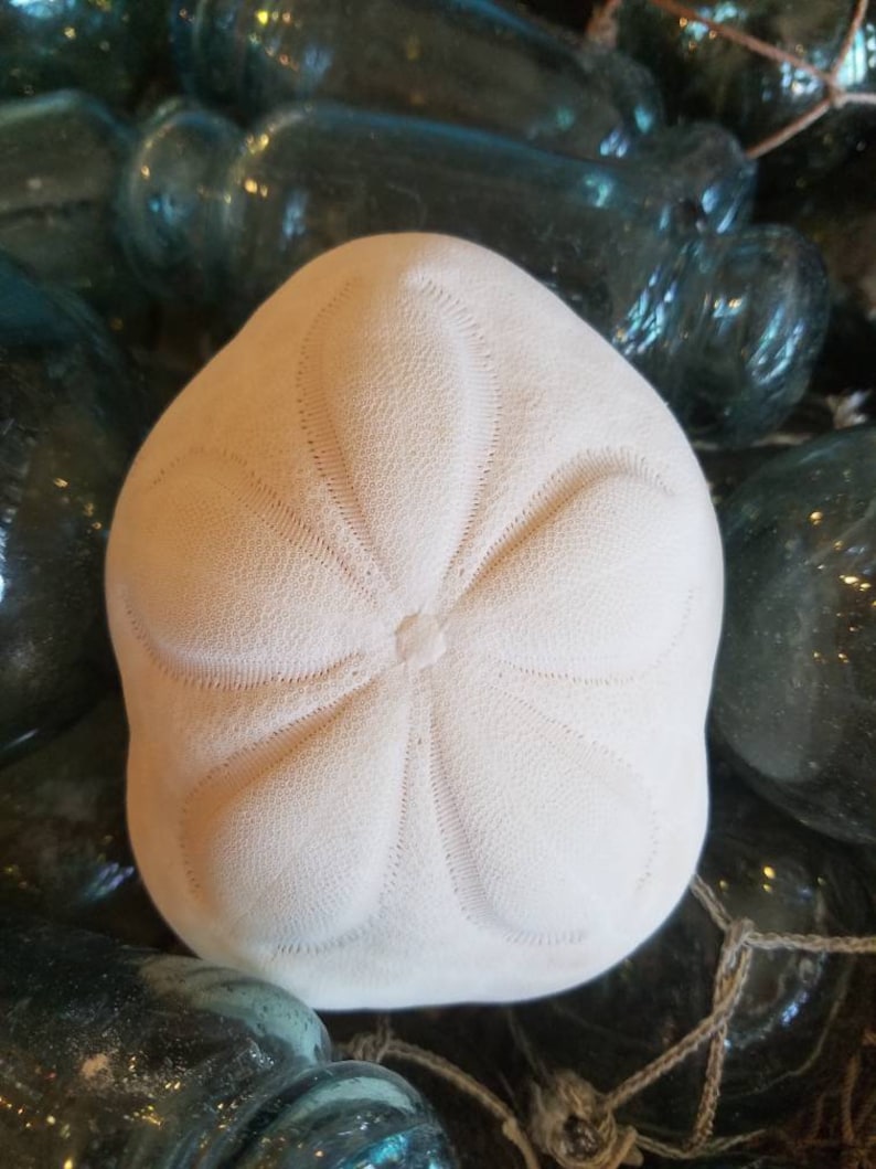 Large Natural Sea Biscuit Chunky Puffer Sand Dollar Star | Etsy
