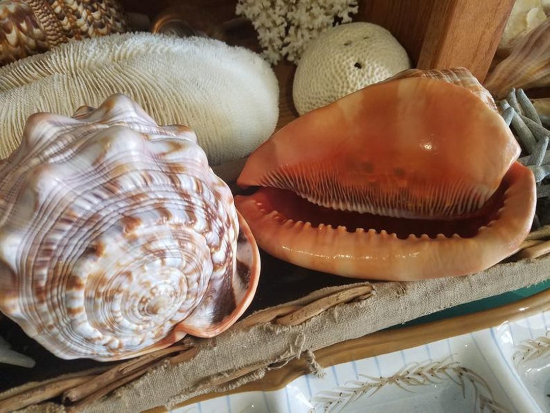 Red Bullmouth Helmet Cameo Cassis Rufia Shells - Etsy