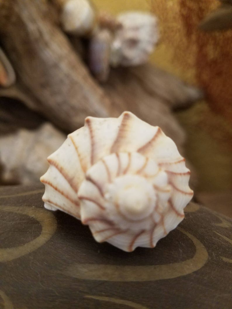 Lightning Whelk Conch Shells Left Handed Sinistral Seashells - Etsy