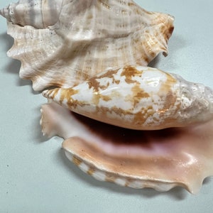 Strombus Sinuatus Laciniate Conch Shell - Etsy