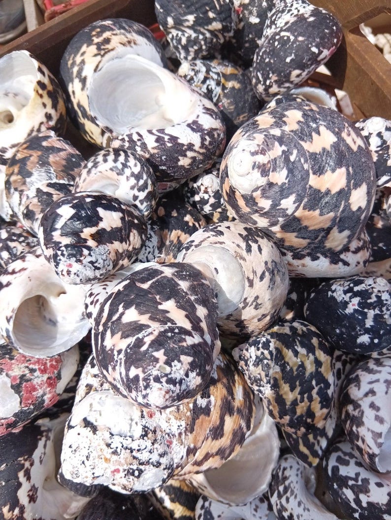 Black and Pearl Pica Magpie Turbo Shells Caribbean Gulf Seashells - Etsy