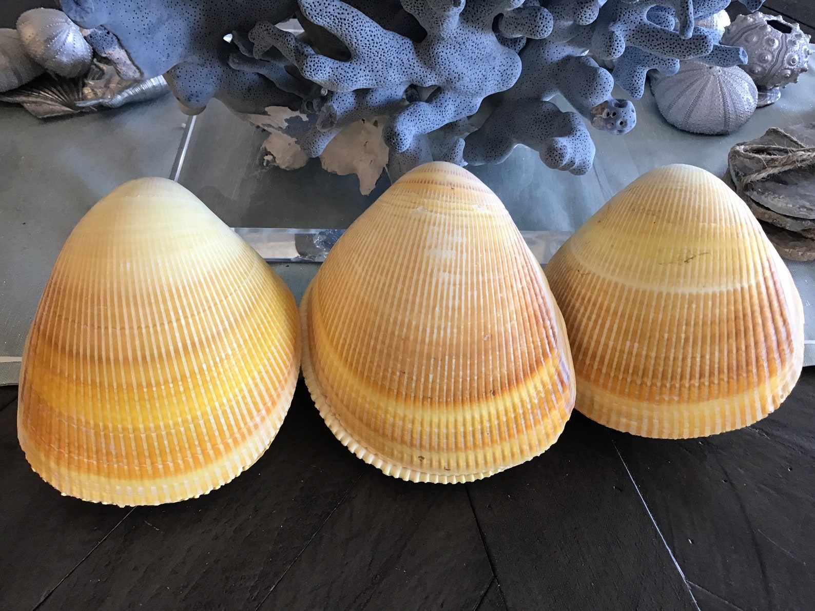 Giant Pacific Heart Cockle Shell Laevicardium Elatum Cockles | Etsy