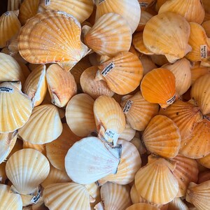 Orange Pectin Scallop Shell Pairs - Etsy