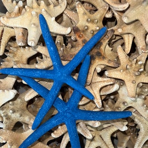 Blue Finger Linkia Starfish Aquamarine Teal Aqua Pencil 4-6 DIY Coastal ...