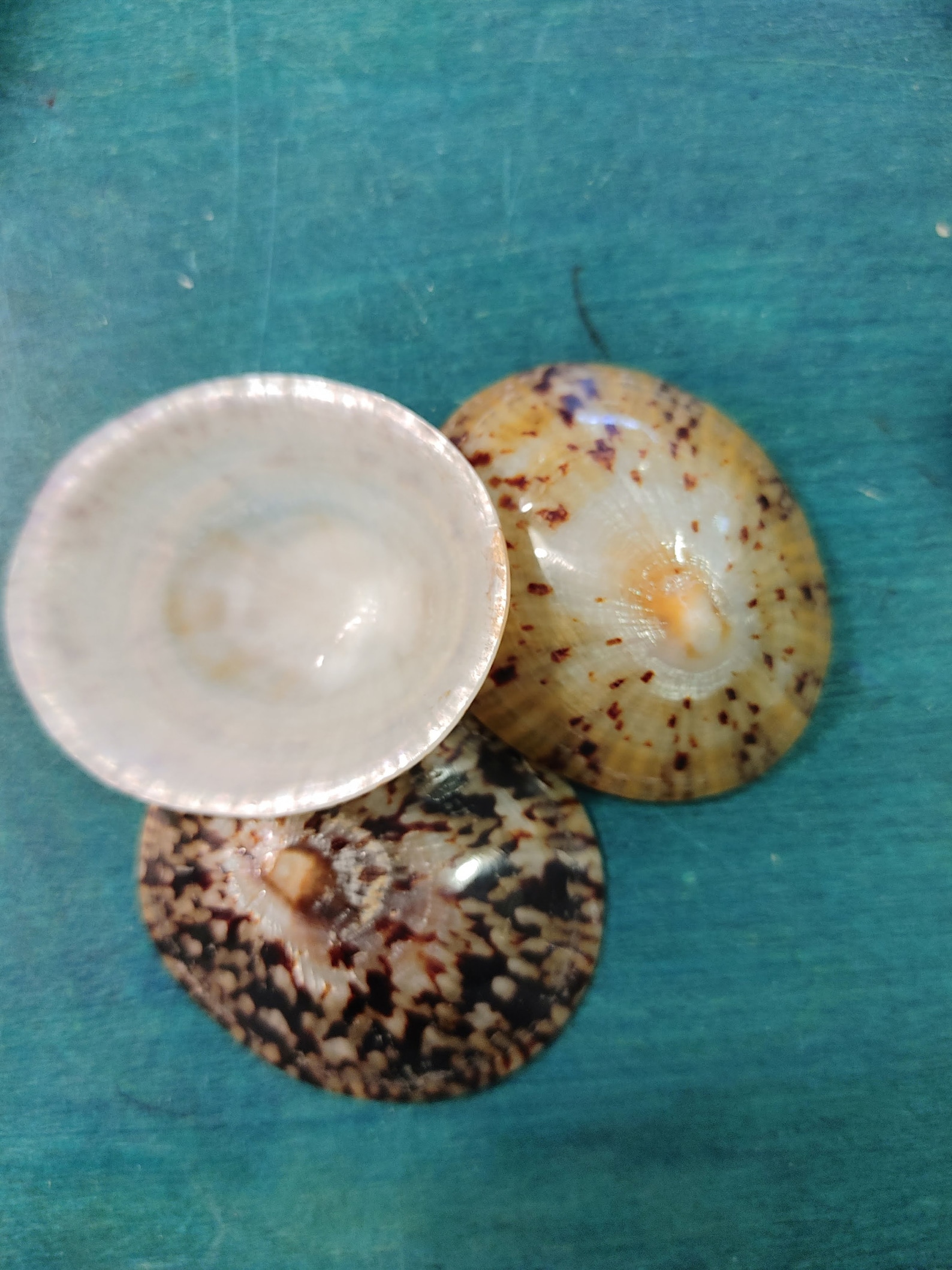 Polished Owl Limpet Shells Seashells Approx 2" Ivory Brown Natural ...