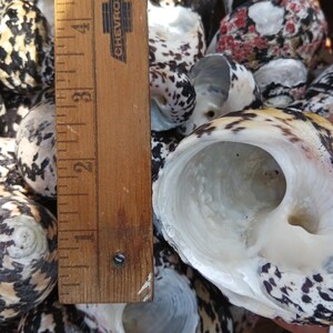 Black and Pearl Pica Magpie Turbo Shells Caribbean Gulf Seashells - Etsy