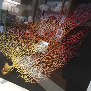 Coastal Shadow Box Sea Fan Coral Beach Shells Framed Beach Red Orange ...